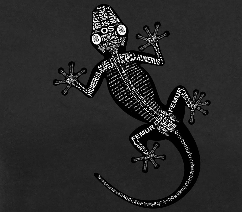 Gecko Skeleton Leaf Tailed Geckos Stock Image C058/2197 Science